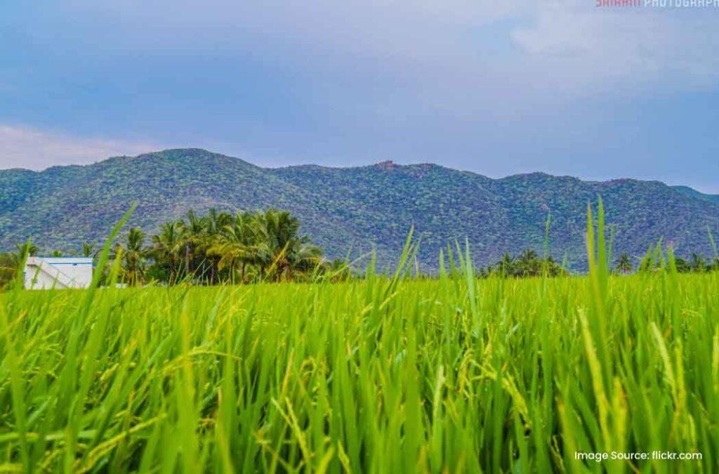 Best Places to Visit in Trichy: Temples, Monuments and Nature’s Bounty ...