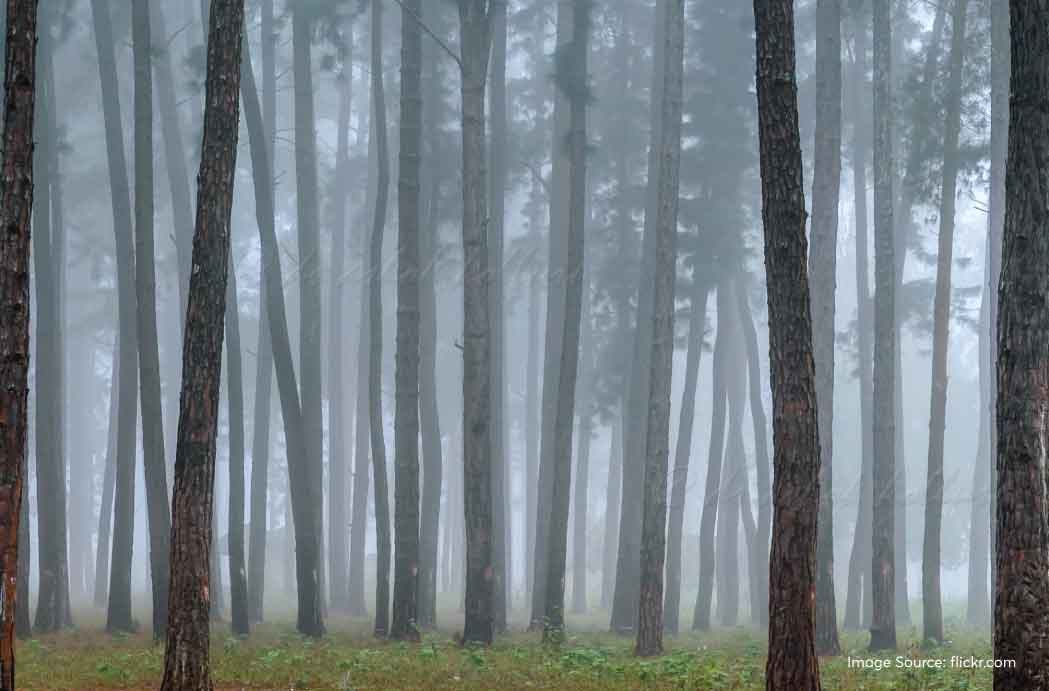 Places To Visit in Araku: Rolling Coffee Landscapes, Tribal Art and Cascading Falls – Treebo Blog