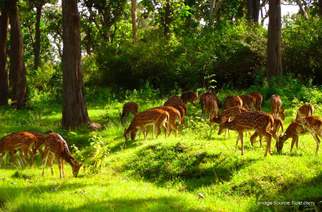 Places To Visit in Almora: A Tranquil Retreat in the Himalayas