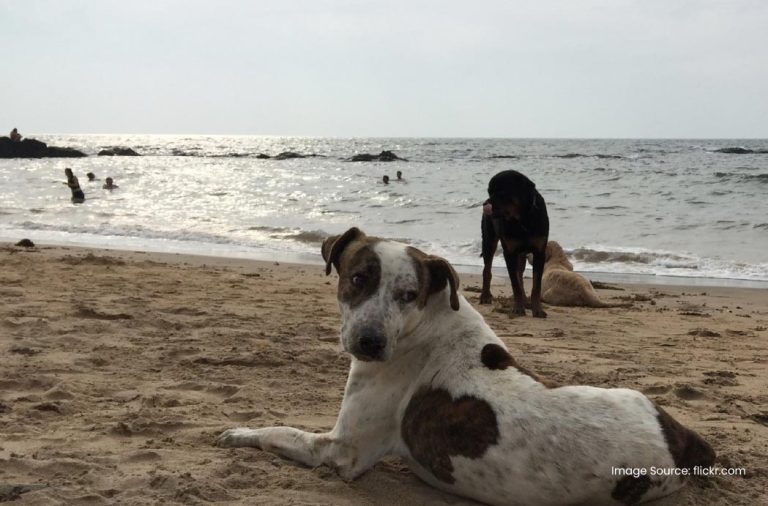 Anjuna Beach: The Art of Slow and Soulful Travelling